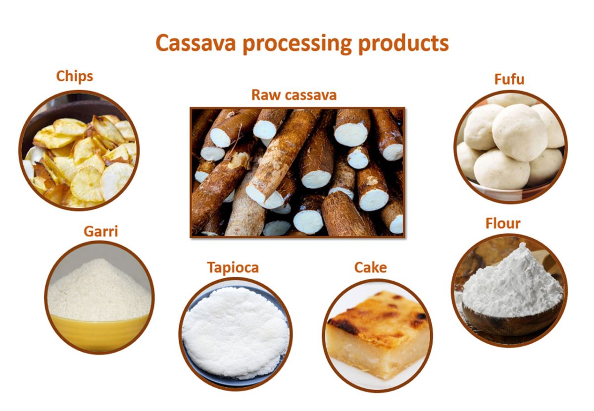 Cassava – Food Safety & Security Foundation